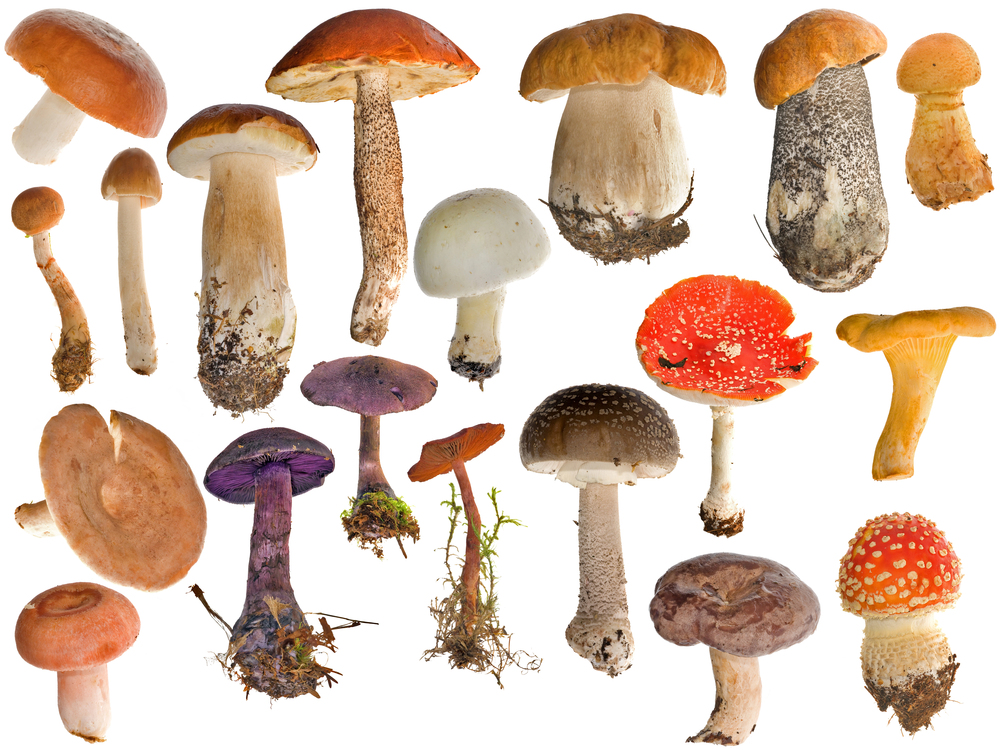 15 poisonous mushrooms you must avoid