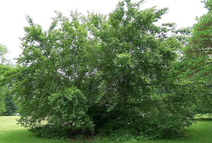 20 American trees at risk of disappearing forever