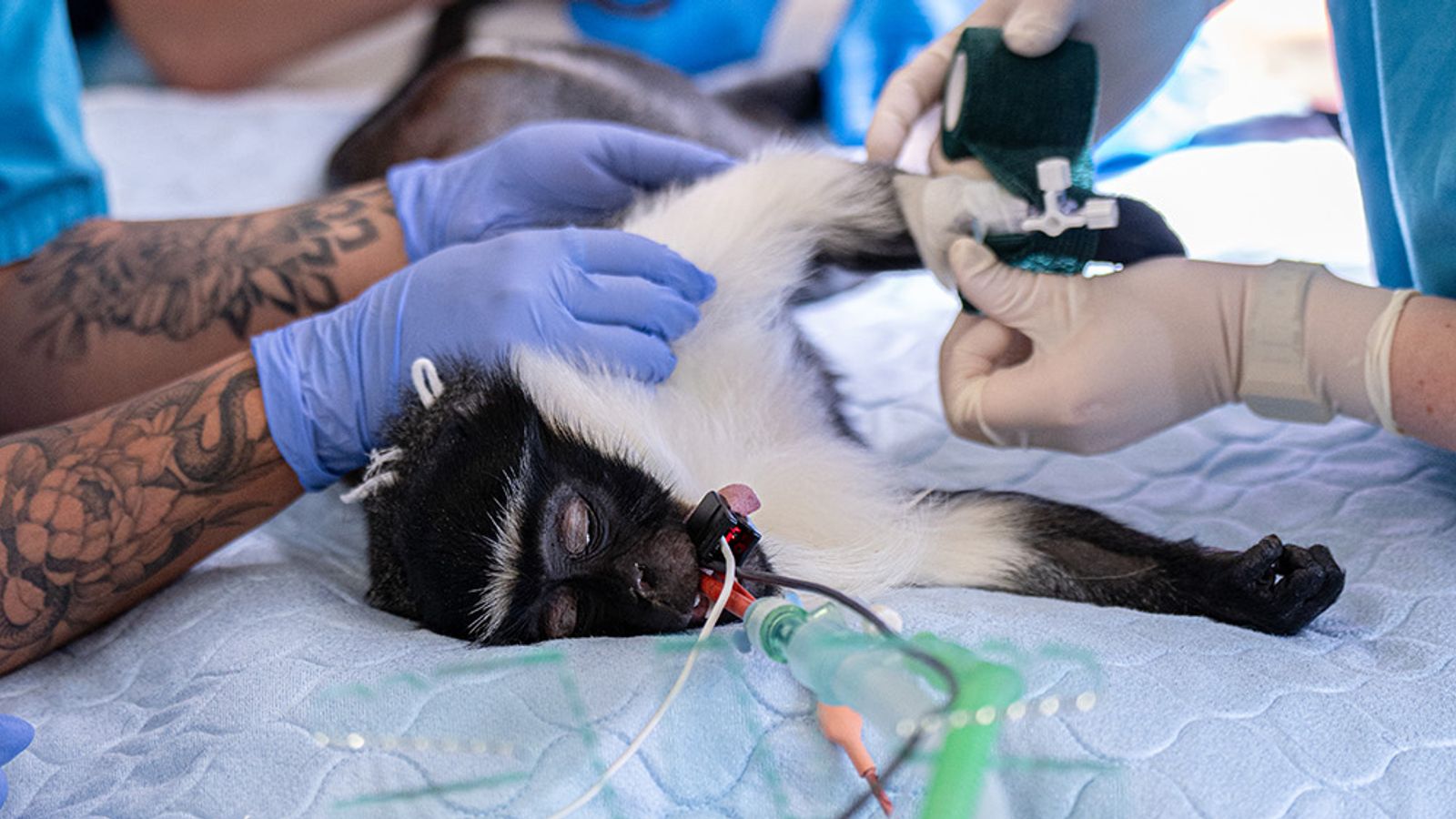Endangered monkey gives birth after unprecedented surgery