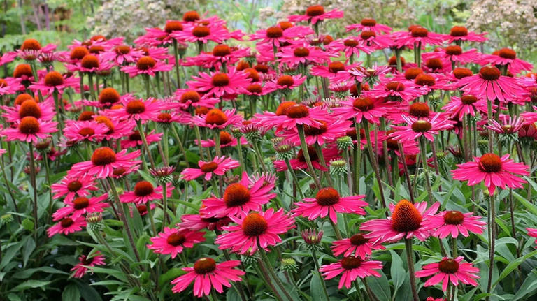 The fast-growing coneflower that blooms dark pink flowers from summer ...