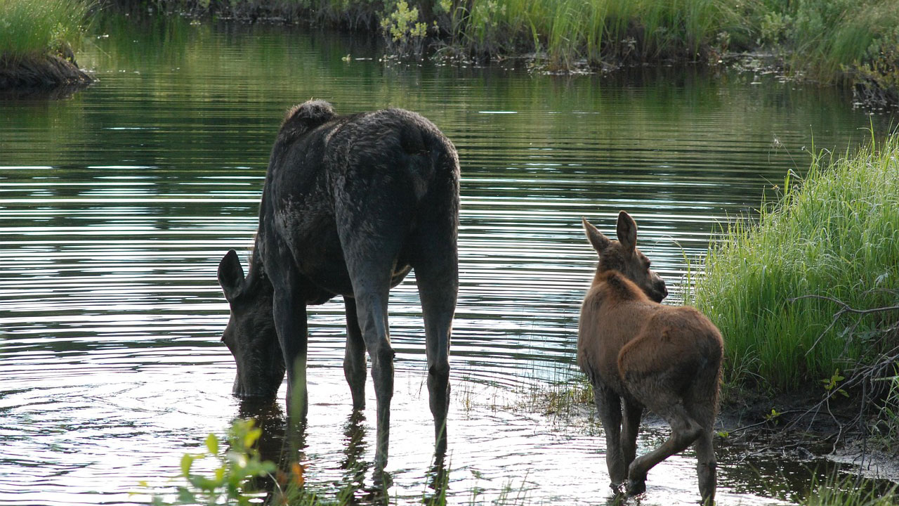Animals that defend their young with zero hesitation
