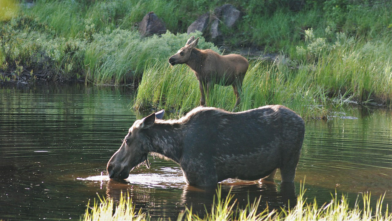 Animals that defend their young with zero hesitation