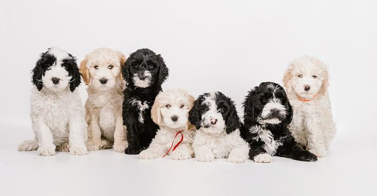20 dog breeds that can quietly change how a home feels over time