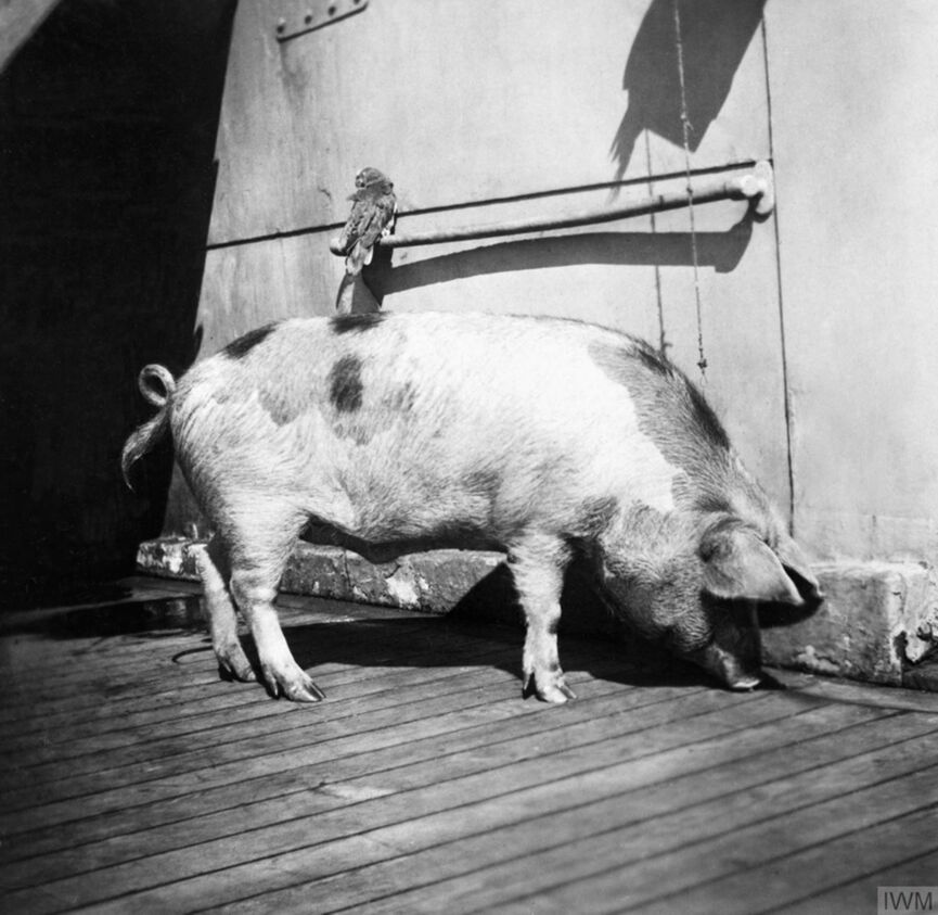 22 beautiful and brave animals considered as war heroes