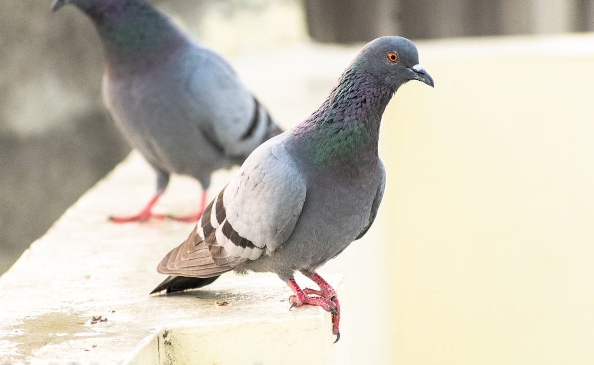 Pigeon droppings pose a hidden, serious lung fibrosis threat: Health ...
