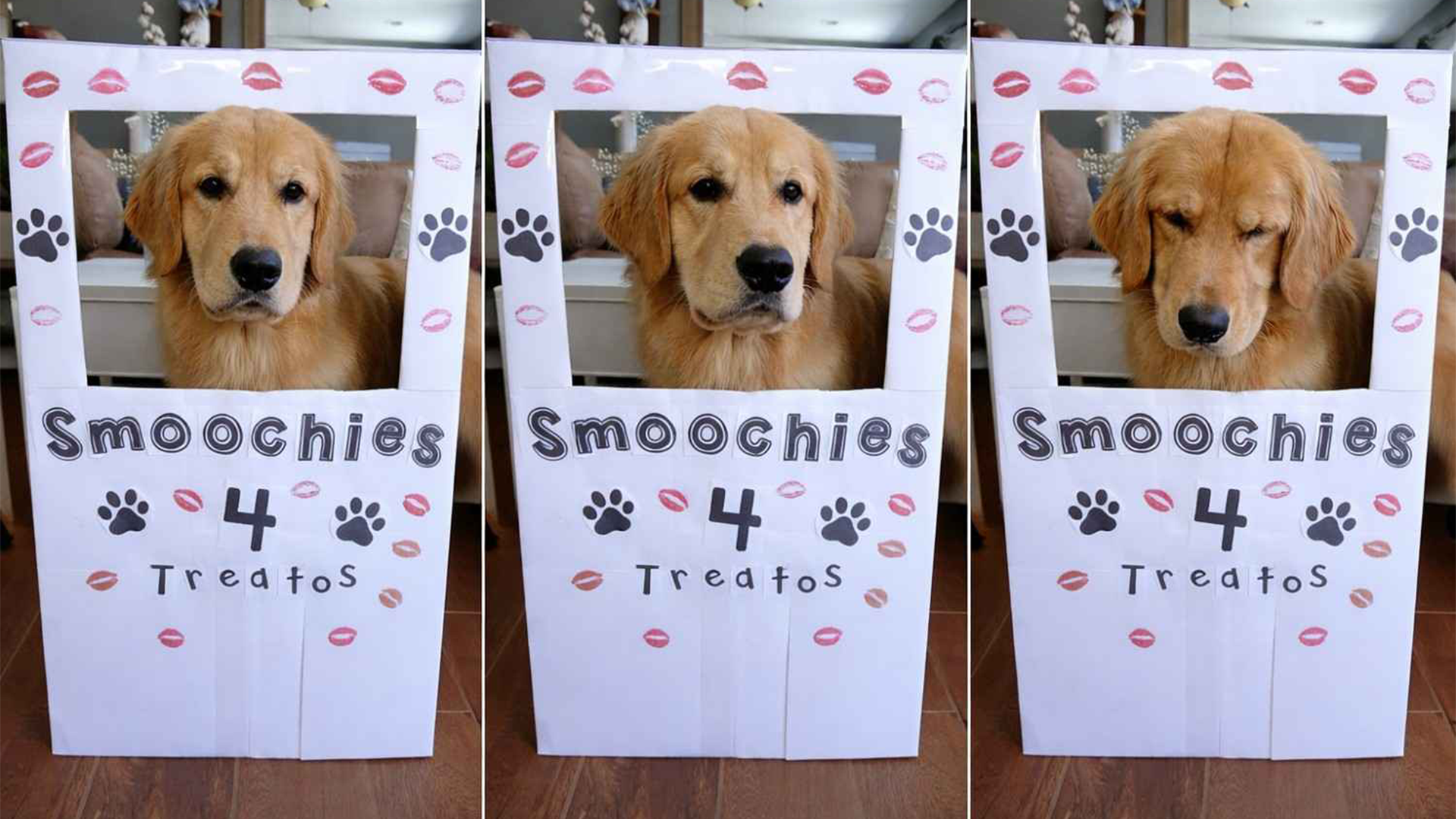 Golden retriever puppy opens a kissing booth