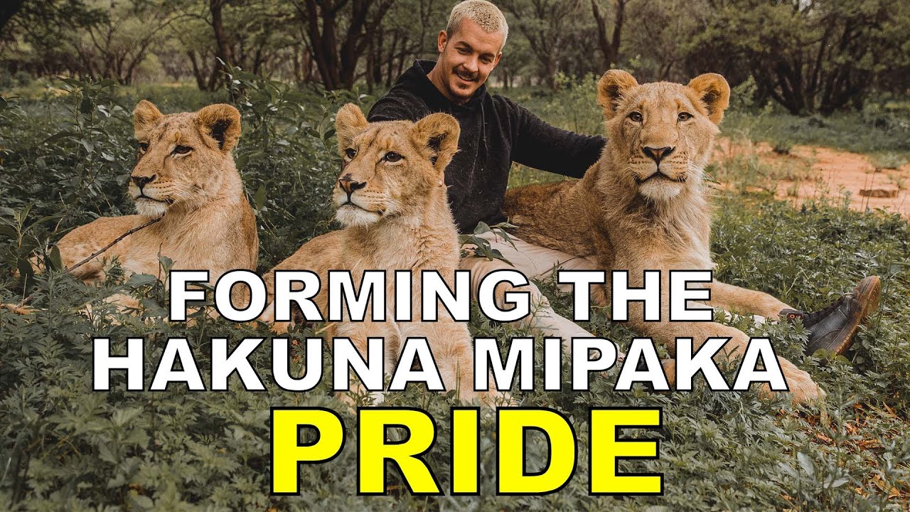 Forming the lion pride