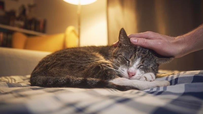 Gabapentin for cats: Safe dosages and uses