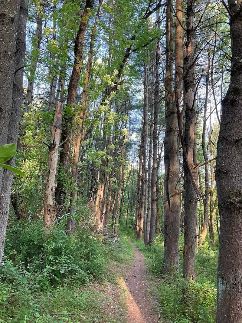 The dreamy town in New Jersey where clean air is the main attraction