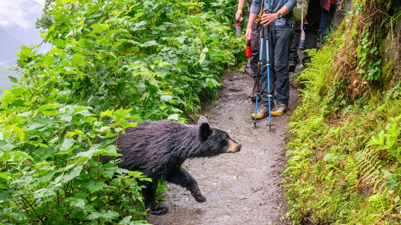 The animals that charge because of one mistake hikers keep making