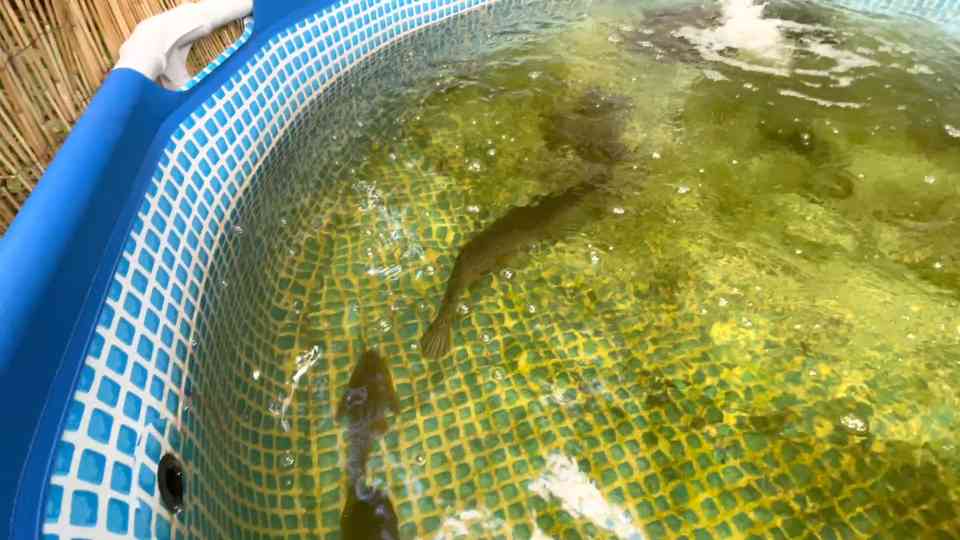 Feeding every fish in my backyard ponds