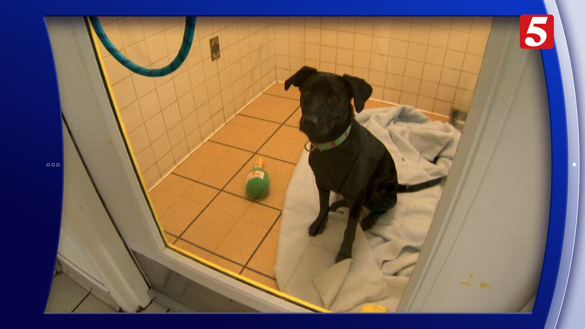 Nashville Humane Association at full capacity, urgently seeks adopters ...