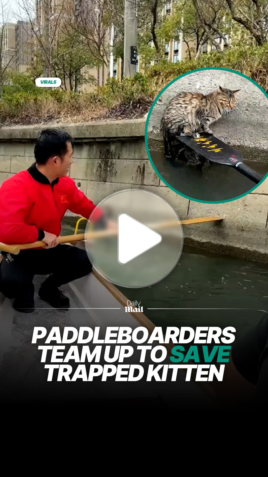 Paddleboarders team up to rescue stranded cat