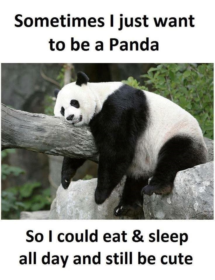 26 wildlife memes full of feral fabulousness and wilderness wisdom
