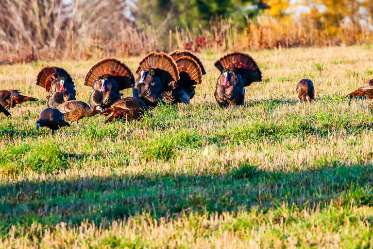 When can you hunt turkeys in Iowa? See the 2026 spring season dates.