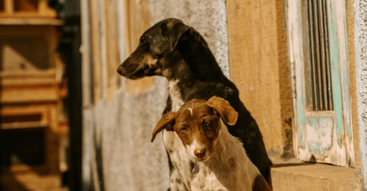 8 strange behaviours dogs show when they think they heard something ...