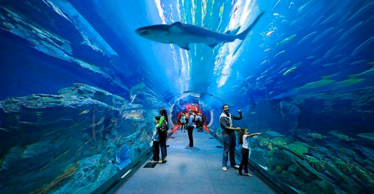 15 best aquariums in the world for rare marine life and spectacular ...