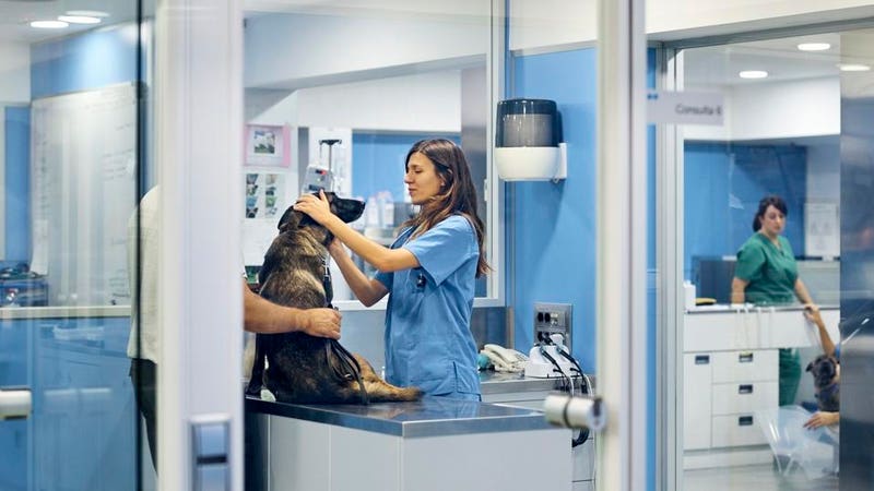 Kidney disease in dogs: Symptoms, causes and treatments