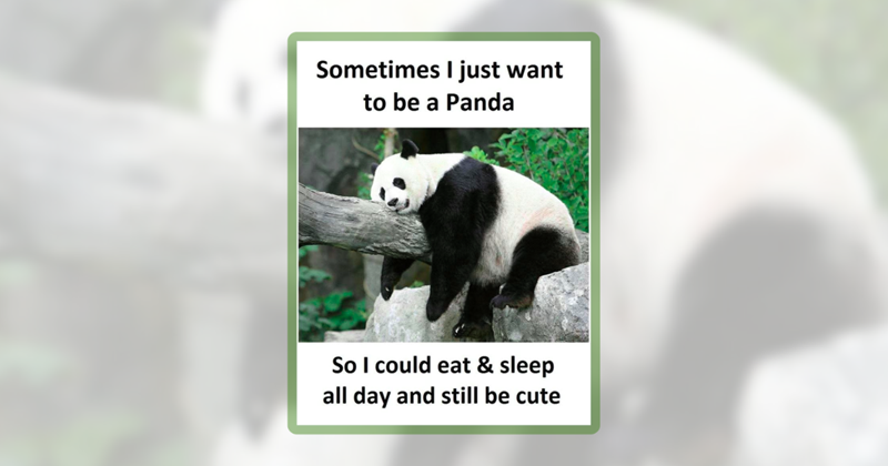26 wildlife memes full of feral fabulousness and wilderness wisdom