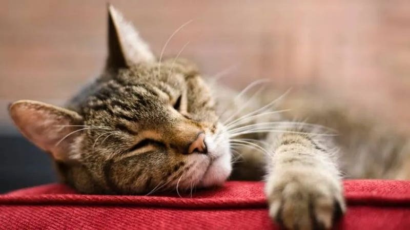 Gabapentin for cats: Safe dosages and uses