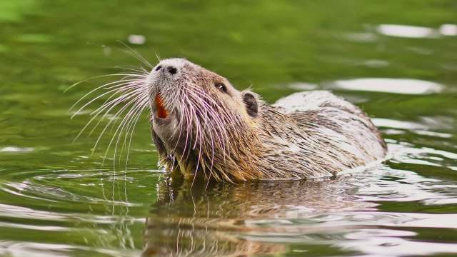 US officials urge residents to eat invasive species wreaking havoc on ...