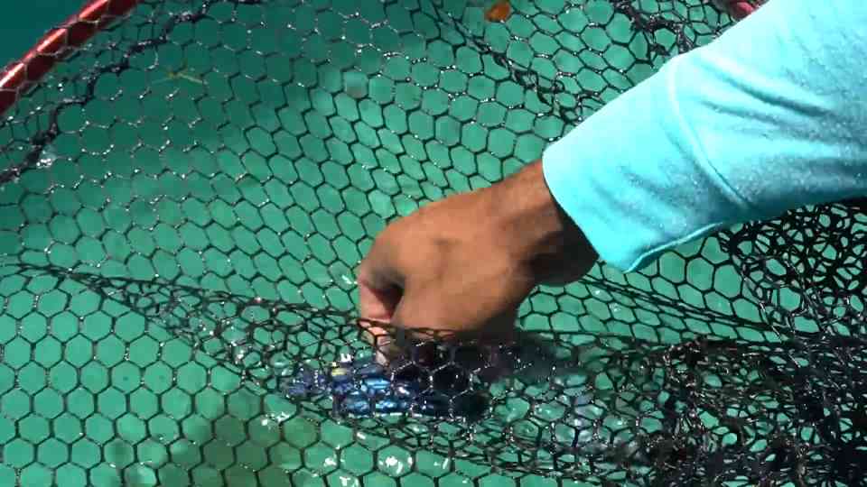 This fish is too big for my DIY pond