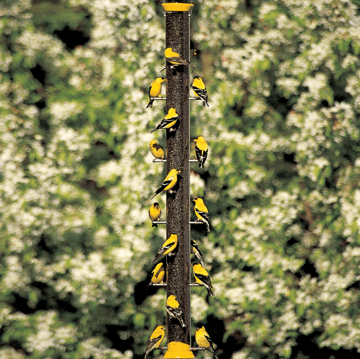 7 large capacity bird feeders to feed a crowd
