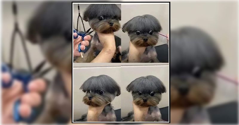 21 awkward dog haircuts that went hilariously wrong