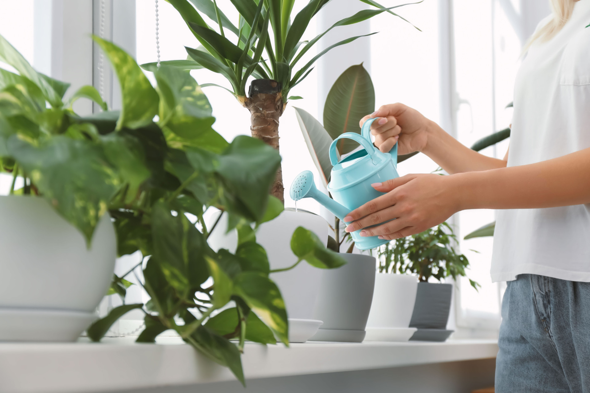 The best indoor plants for your apartment