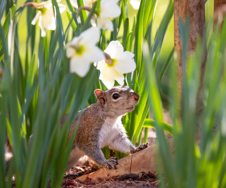 If squirrels keep digging up your yard, you're probably making one of ...