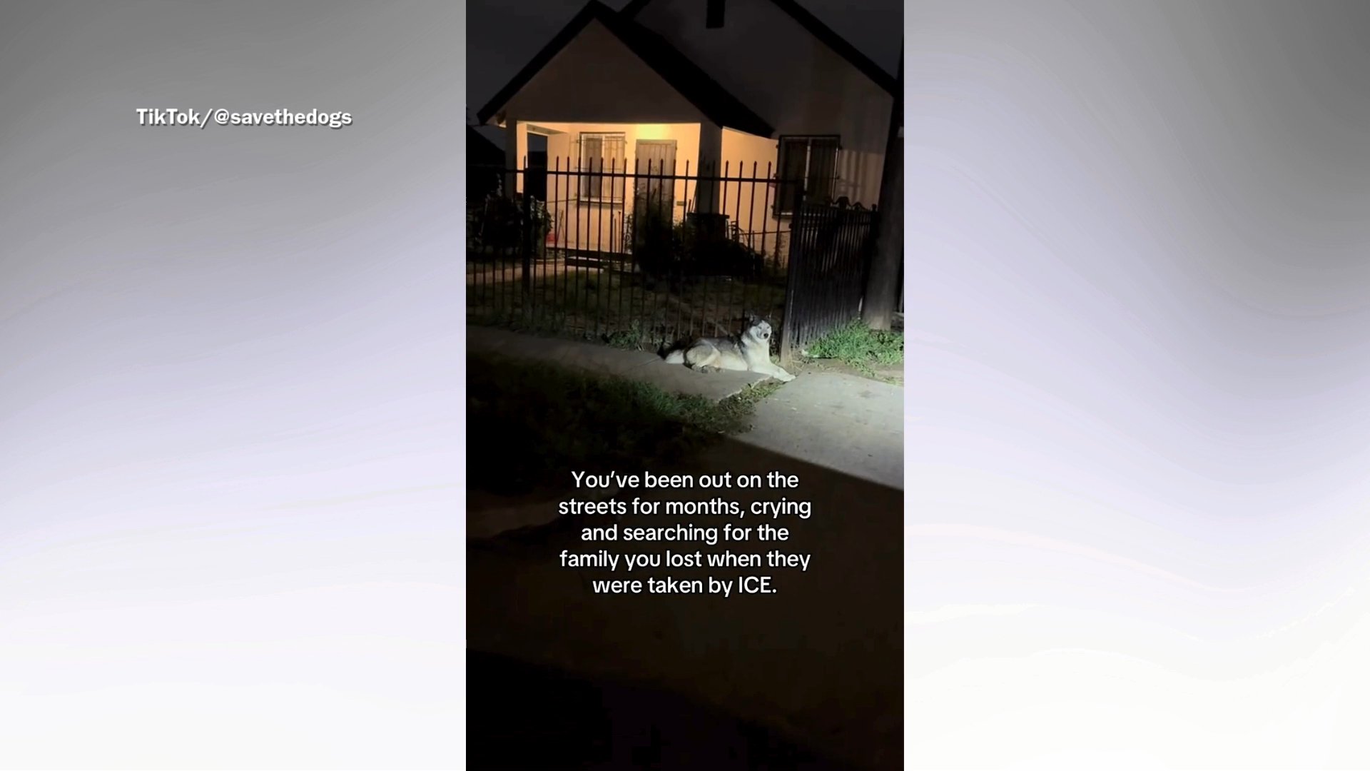 Tears as husky waits for family to return after ICE raid