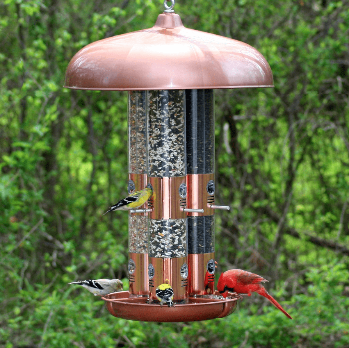 7 large capacity bird feeders to feed a crowd