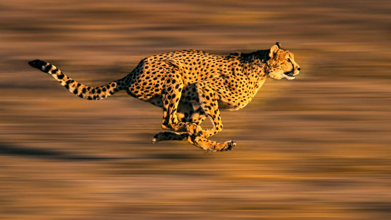 The world's fastest animal isn't actually the cheetah