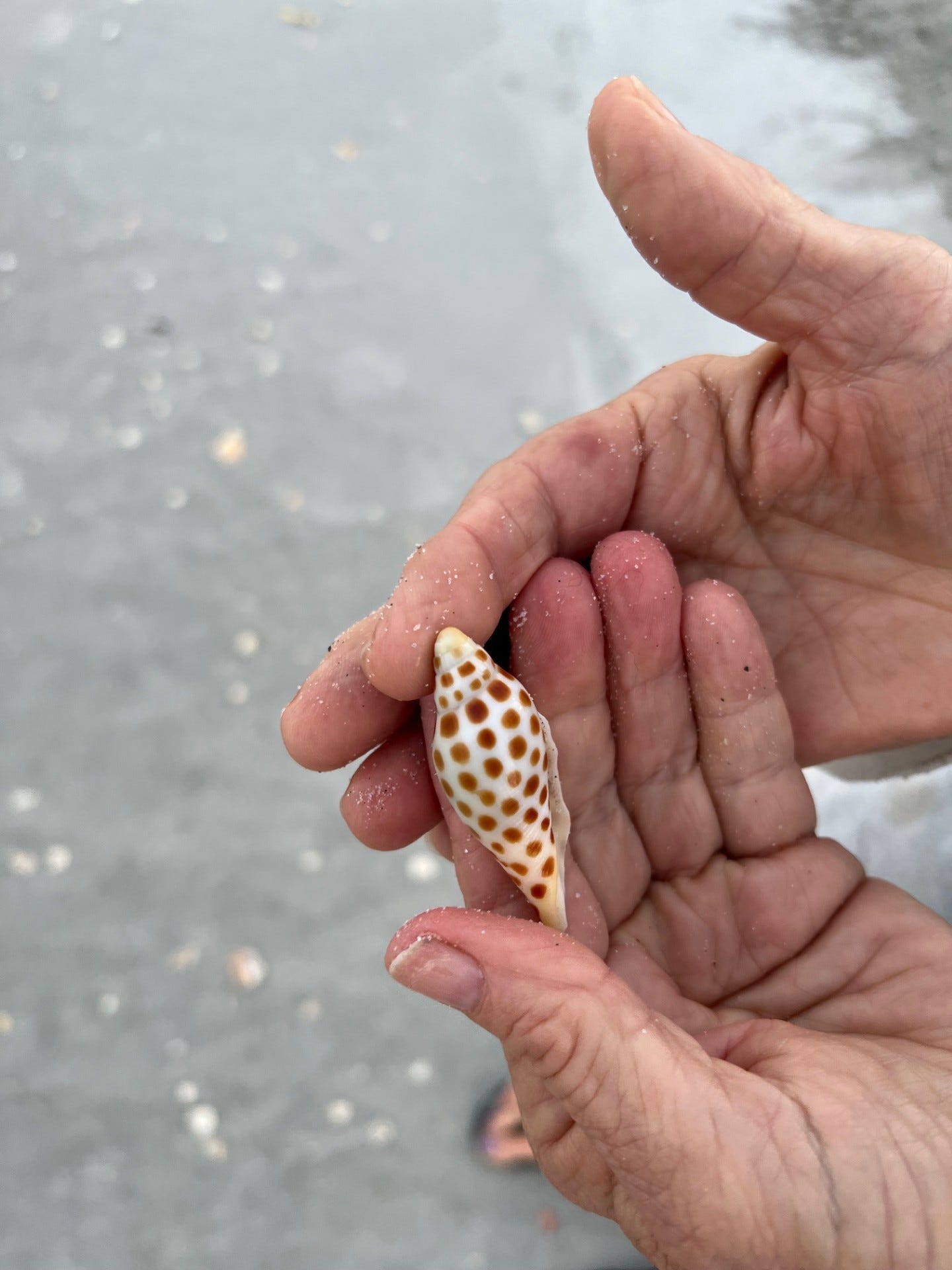 Expert points us on path for finding Florida's 'Holy Grail' shell