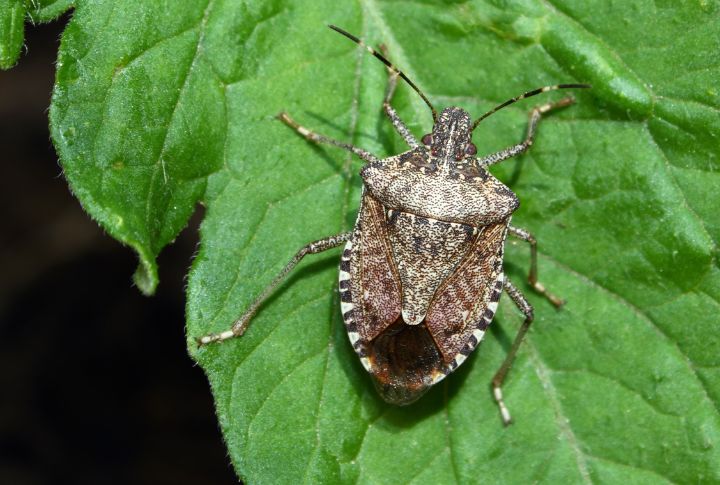 15 must-know facts about stink bugs