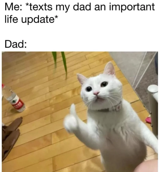 Funniest cat memes for feline fanatics