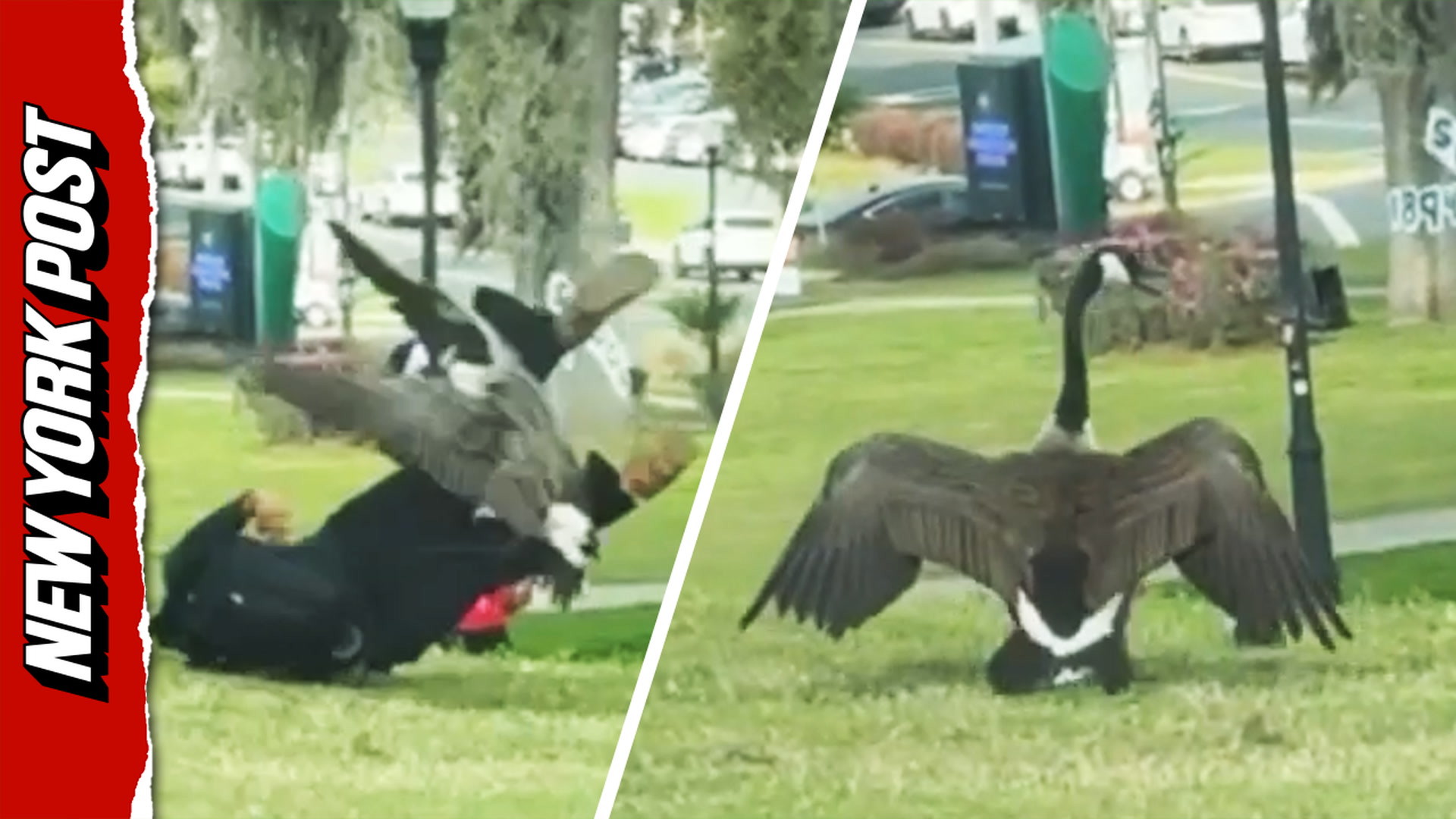 Angry goose attacks students at Florida A&M