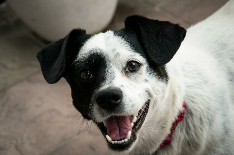 15 reasons why dogs run away and how you can prevent it