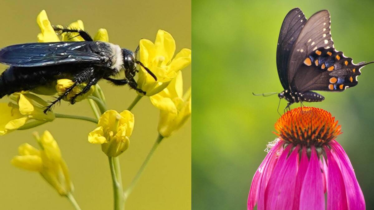 Insects that form symbiotic ties with plants