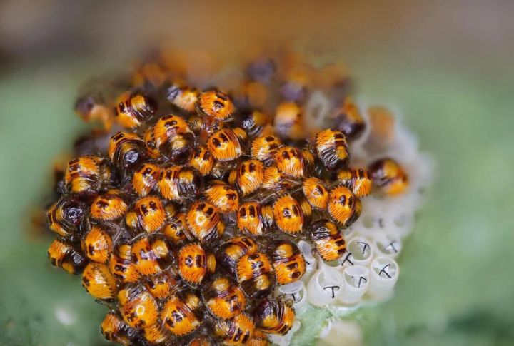 15 must-know facts about stink bugs