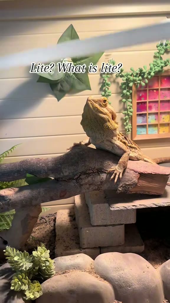My bearded dragon tries to eat the UVB light