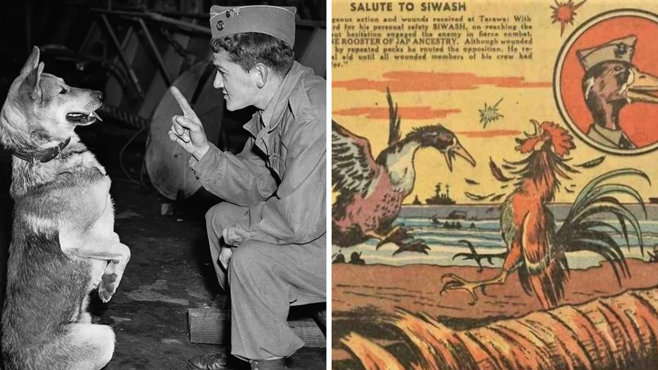 22 beautiful and brave animals considered as war heroes