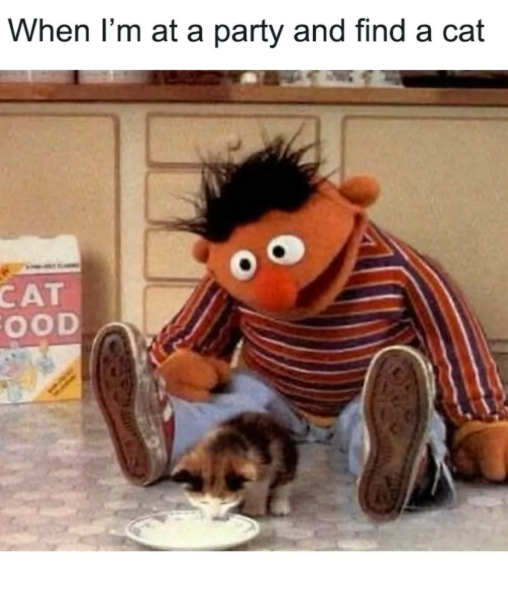 Funniest cat memes for feline fanatics