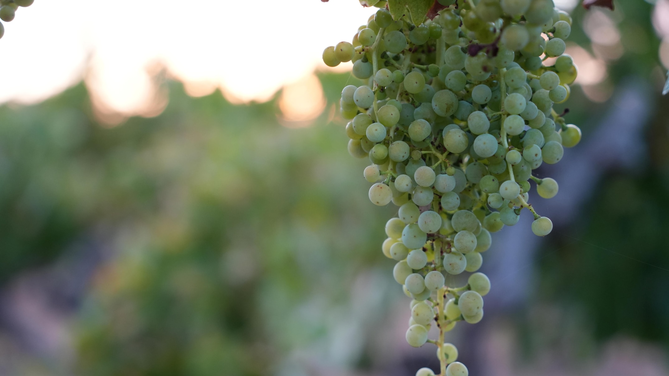 Victorian wineries sell vineyards to gold exploration company amid ...