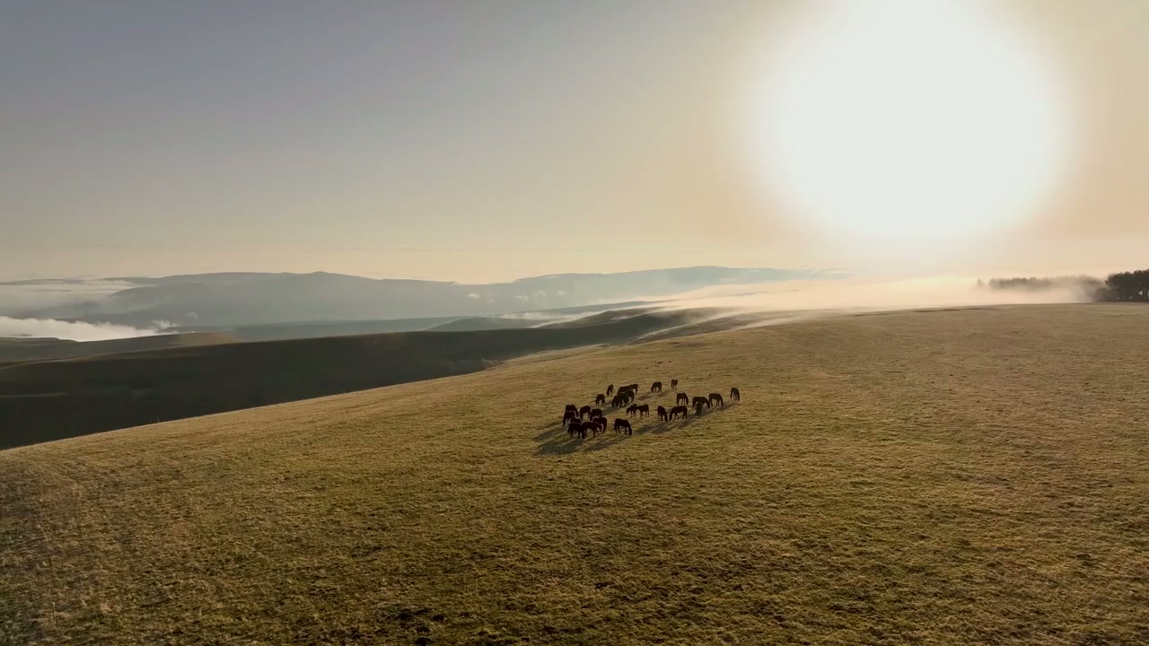 Untamed horizons: Drone footage of wild horses in motion