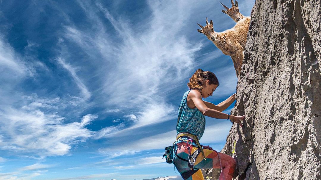 Ibex risk their lives climbing nearly vertical walls