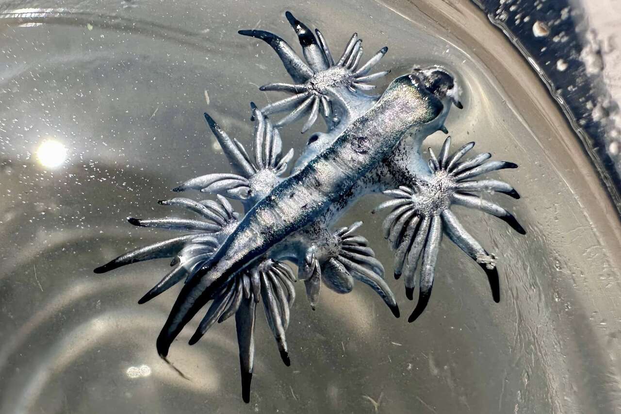 Stunning 'blue dragons' make appearance on the Texas coast