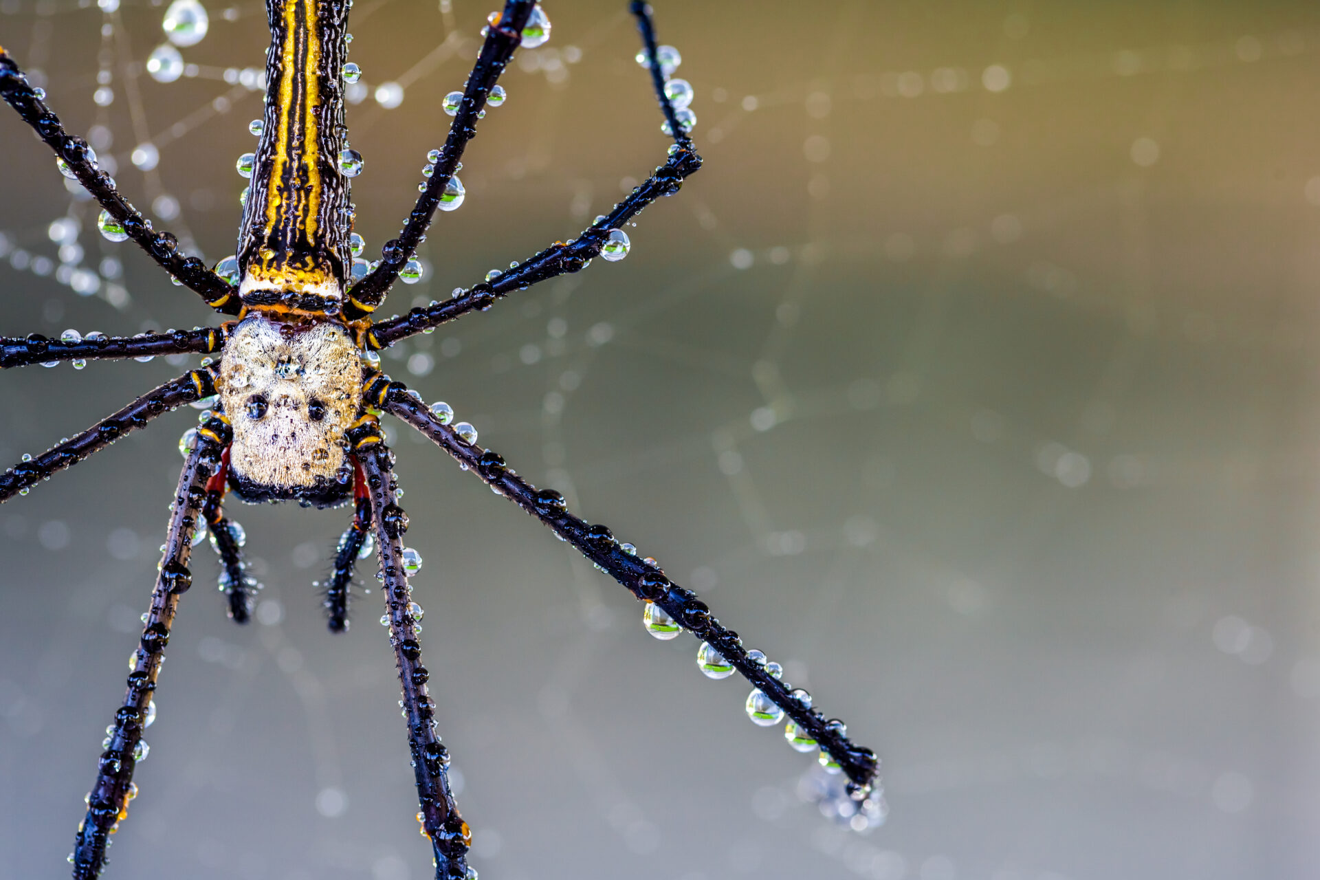 The most dangerous spiders on the planet