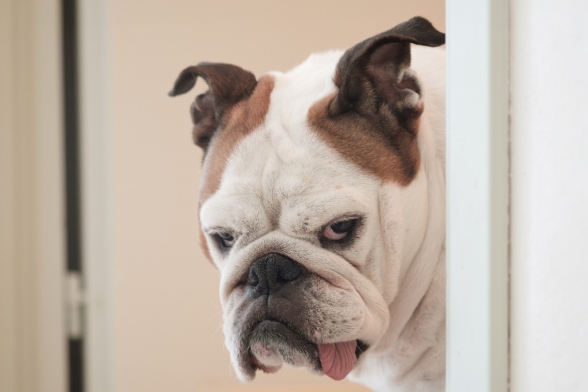7 signs your dog might be judging you, according to experts
