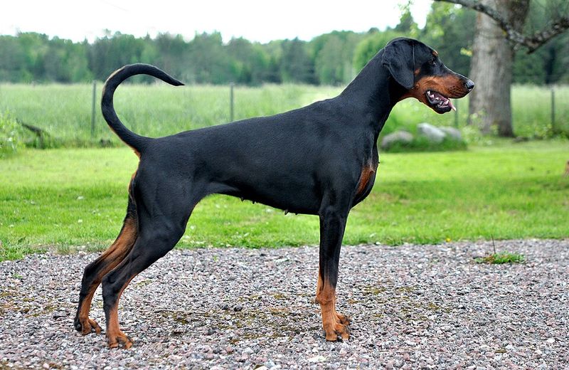 16 dog breeds that look intimidating but secretly live for affection